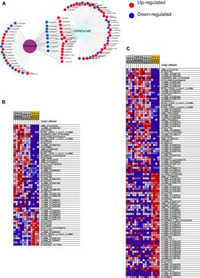 Frontiers | Noncoding RNAs responsive to nitric oxide and their protein-coding gene targets shed ...